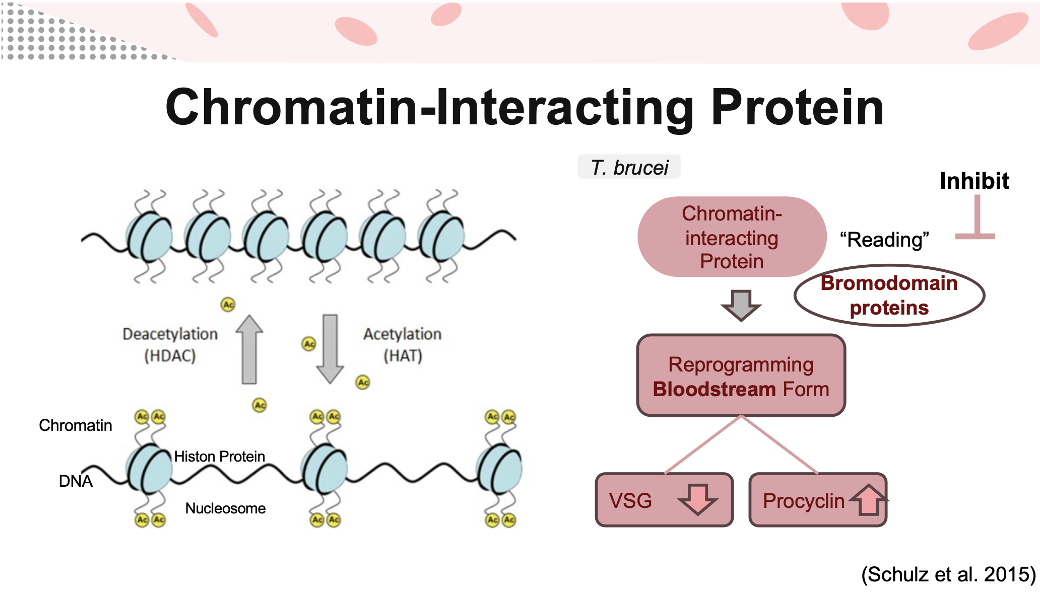 HAT Complex Protein EAF6 - Role in Lifecycle Differentiation of ...